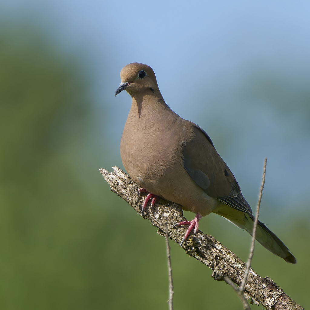 Huilota Común (Aves del norte de Aguascalientes) · iNaturalist