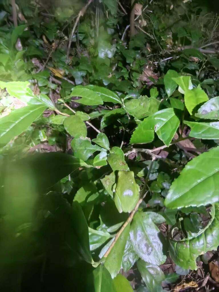 Common Chinese Tree Frog from 中国浙江省舟山市普陀区 on November 22, 2024 at 10:09 ...