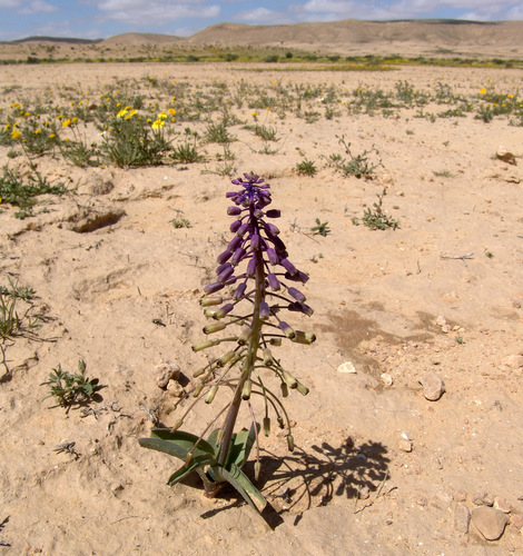 Subspecies Leopoldia longipes negevensis · iNaturalist United Kingdom