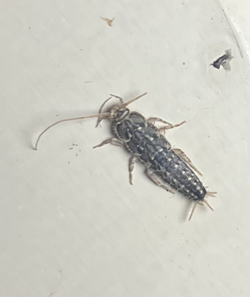 Four-lined Silverfish from Euclid Ave, Syracuse, NY, US on October 5 ...