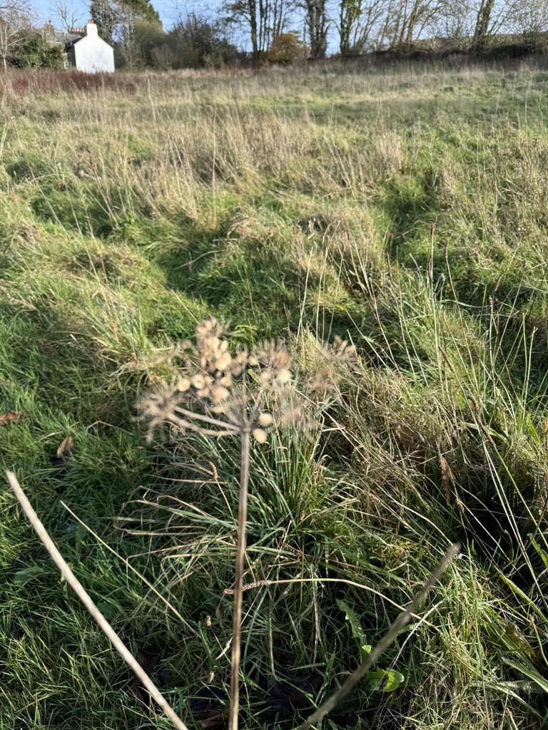 hogweed from Cornwall, UK on November 22, 2024 at 01:22 PM by Matthew ...