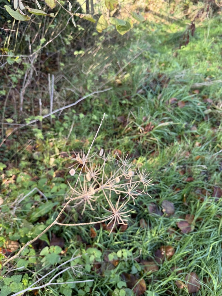 hogweed from Cornwall, UK on 22 November, 2024 at 01:40 PM by Matthew ...