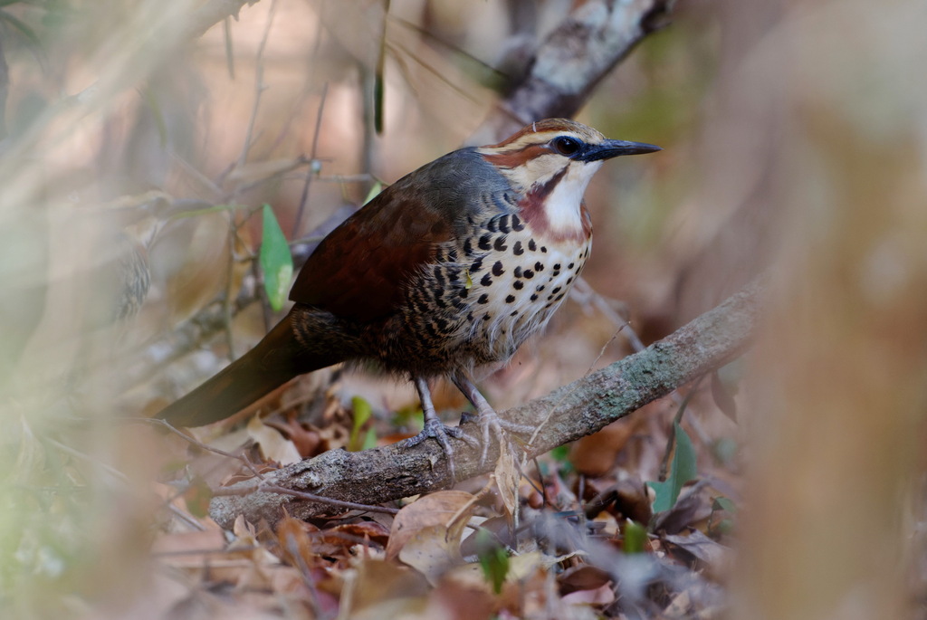 White-breasted Mesite in October 2024 by Лариса Артемьева · iNaturalist