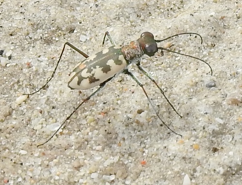 Subgenus Taenidia · iNaturalist