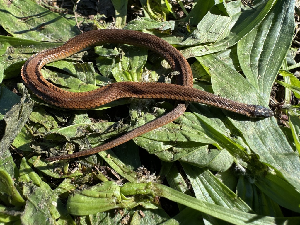 Red-bellied Snake from Midway, AL, US on November 22, 2024 at 10:17 AM ...