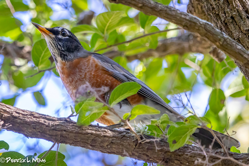 American Robin from San Antonio Botanical Gardens on November 15, 2022 ...