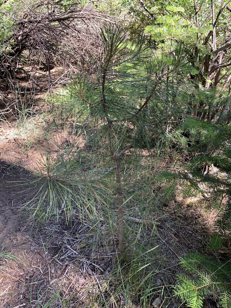 Ponderosa Pine from Pi-Pi Valley, Somerset, CA, US on June 20, 2019 at ...