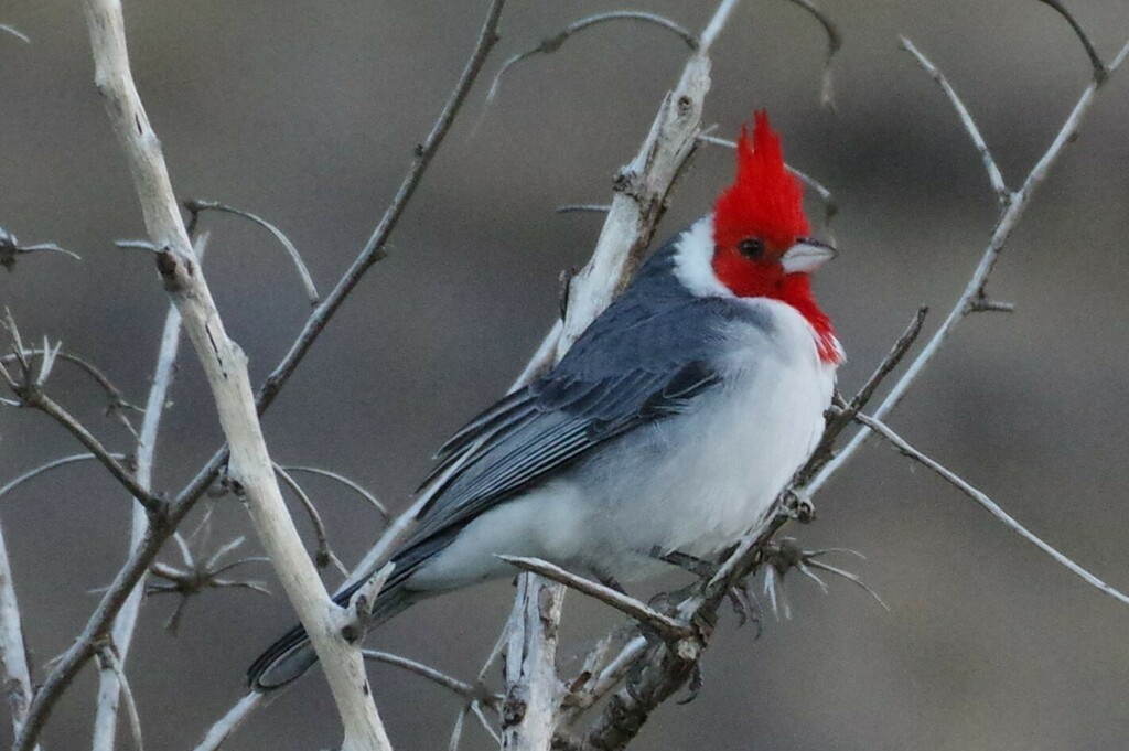 Red-crested Cardinal from Honolulu County, HI, USA on November 21, 2024 ...