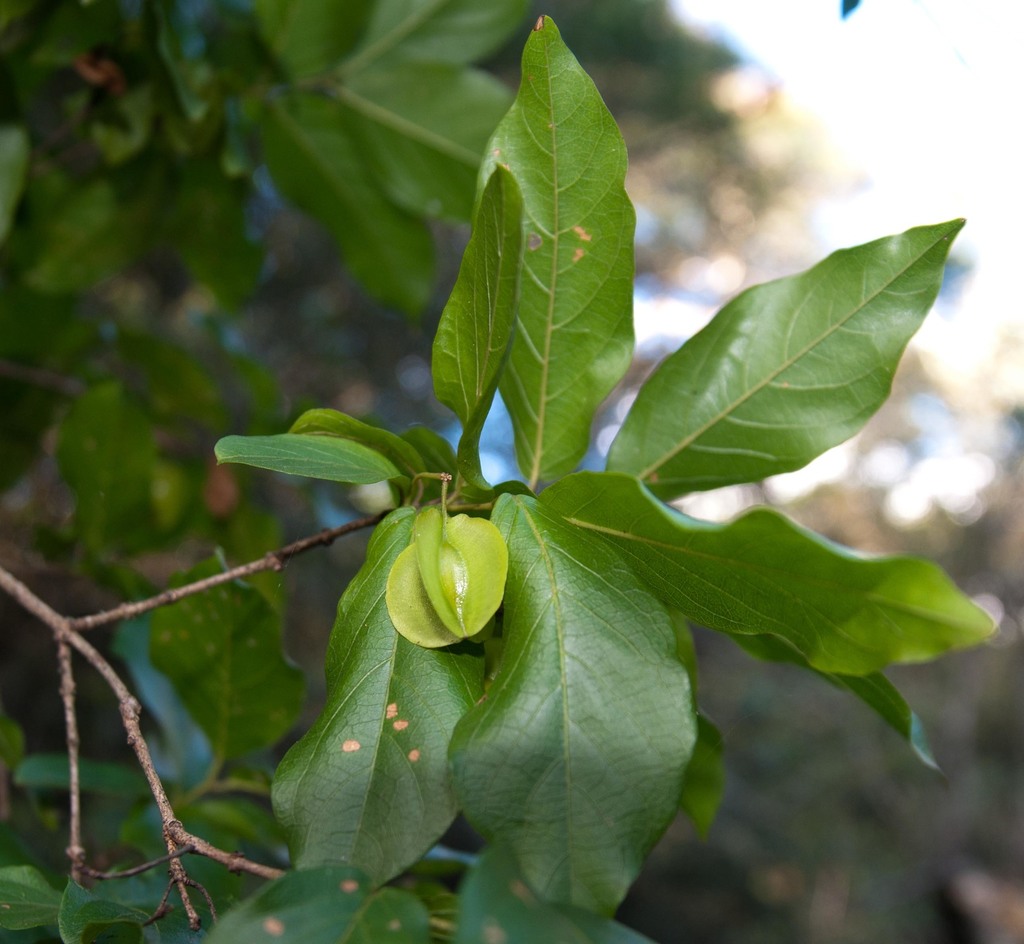 Smooth Climbing Bushwillow from North Uthungulu, South Africa on ...