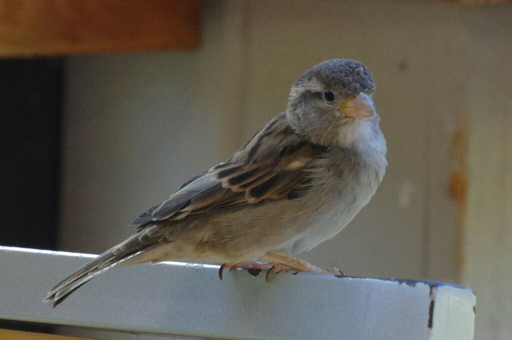 House Sparrow from Honolulu, HI, USA on November 21, 2024 at 01:01 PM ...