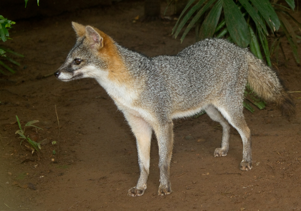 Gray Fox (Canids of South America) · iNaturalist