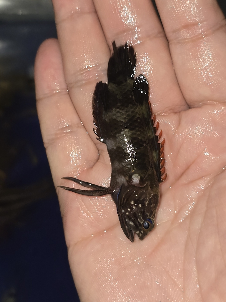 Coral Devil from Sanya, CN-HA, CN on November 22, 2024 at 08:21 PM by ...