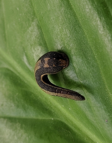 Subspecies Haemadipsa zeylanica dhritii · iNaturalist