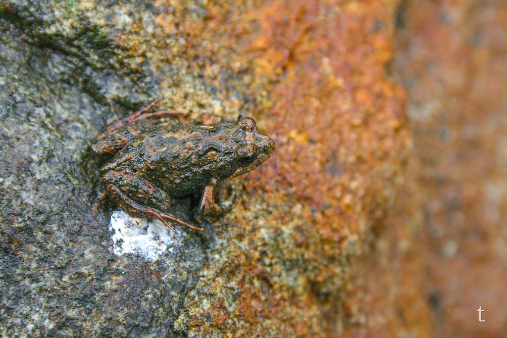 Common Eastern Froglet from Fern Tree TAS 7054, Australia on July 11 ...