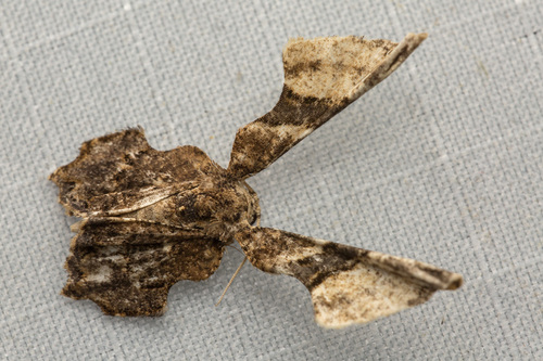 género Monobolodes · NaturaLista Colombia