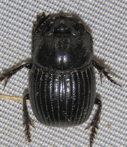 (Copris lecontei)