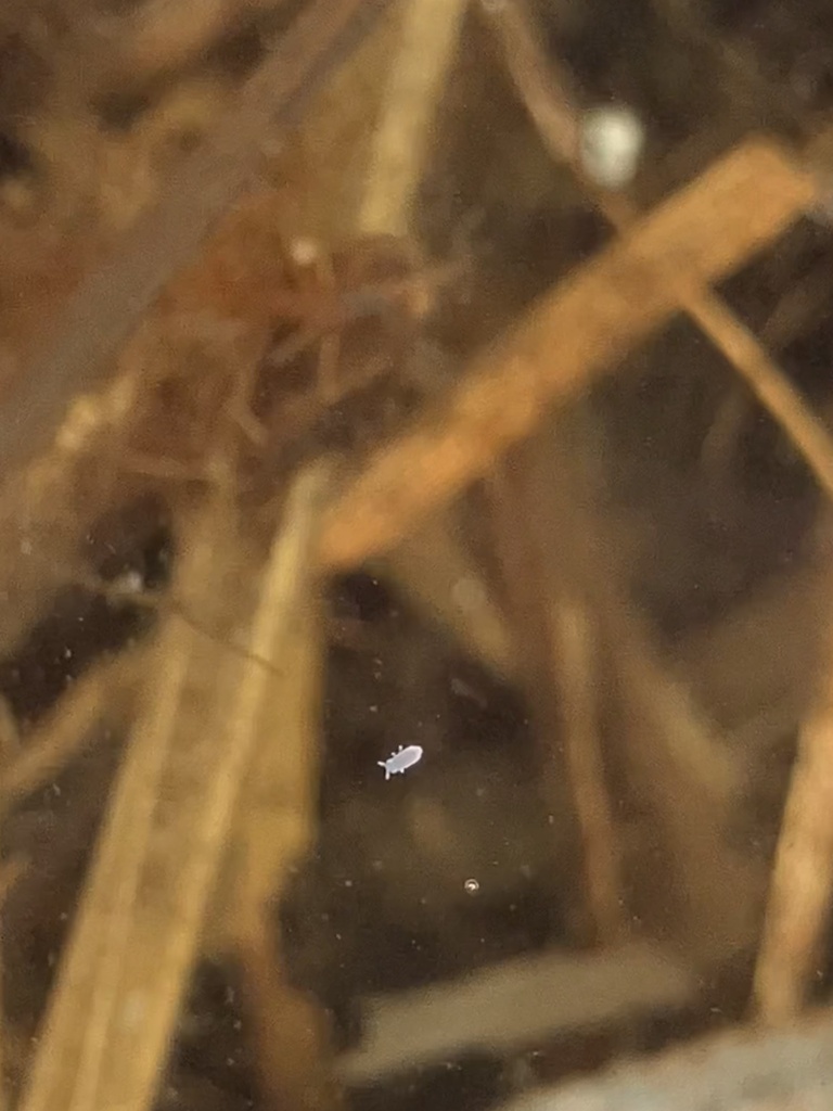 Water Springtail from Larpenteur Ave W, Falcon Heights, MN, US on ...