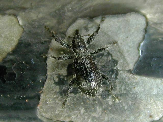 Myrmex from Alley Park, Queens, NY, USA on May 23, 2000 at 10:10 AM by ...