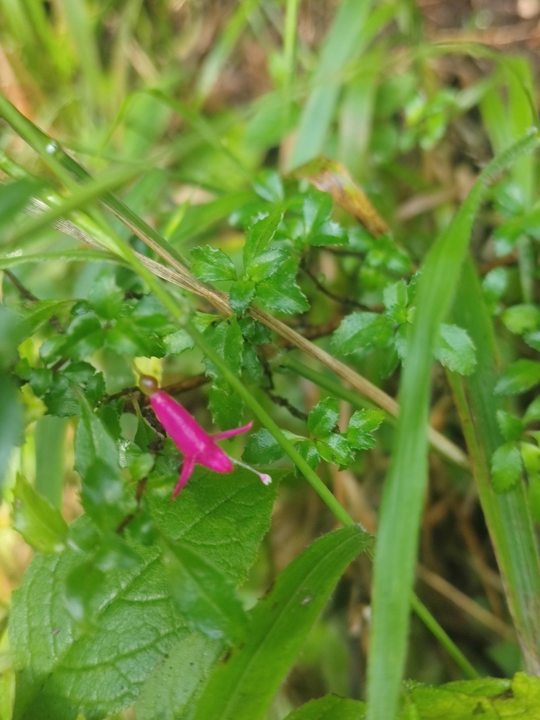 Small leaf fuchsia from Cd. de México, México on November 21, 2024 at ...