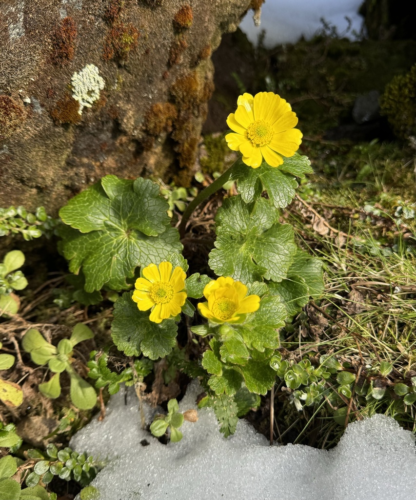 Mount Taranaki Buttercup from Egmont National Park, Egmont National ...