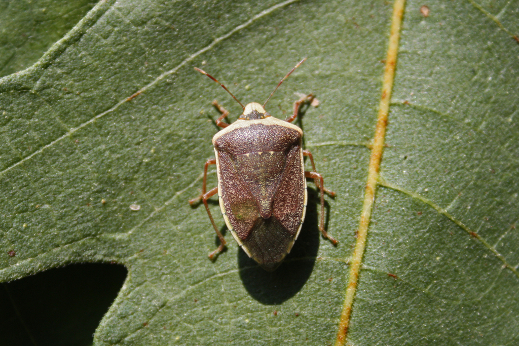 Southern Green Stink Bug in October 2021 by Alberto Colatore. ***Nezara ...