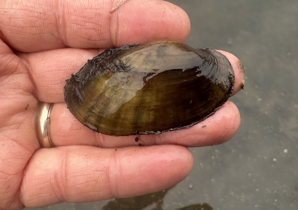 Fatmucket from Mississippi River, La Crosse, WI, US on November 22 ...