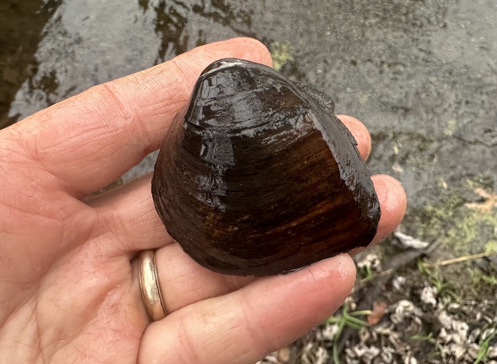 Wabash Pigtoe from Mississippi River, La Crosse, WI, US on November 22 ...