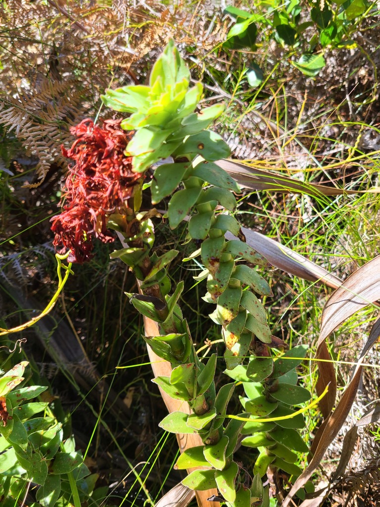 Rochea from Table Mountain (Nature Reserve), Cape Town, South Africa on ...