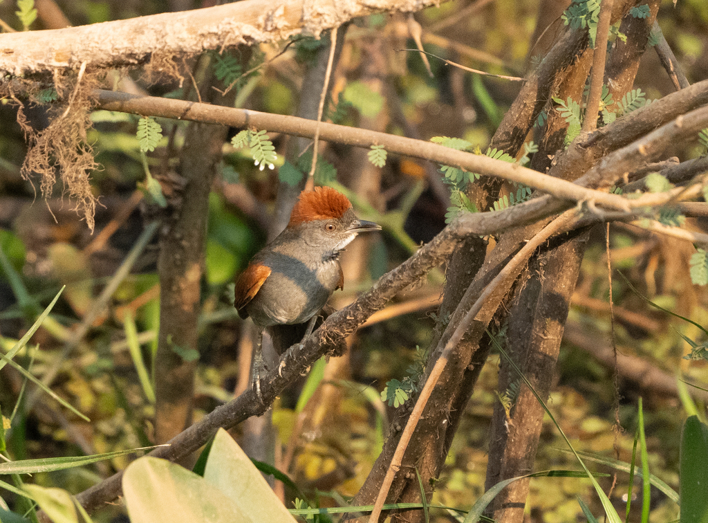 Cinereous-breasted Spinetail from TransPantaneira - 100/120, Pocone BR ...