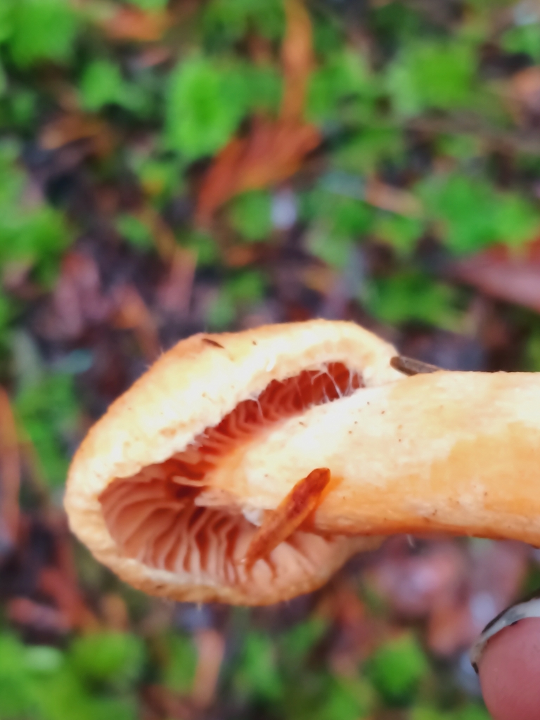 Woolly Pine Spike from WIN BAY, OR 97467, USA on November 02, 2024 at ...