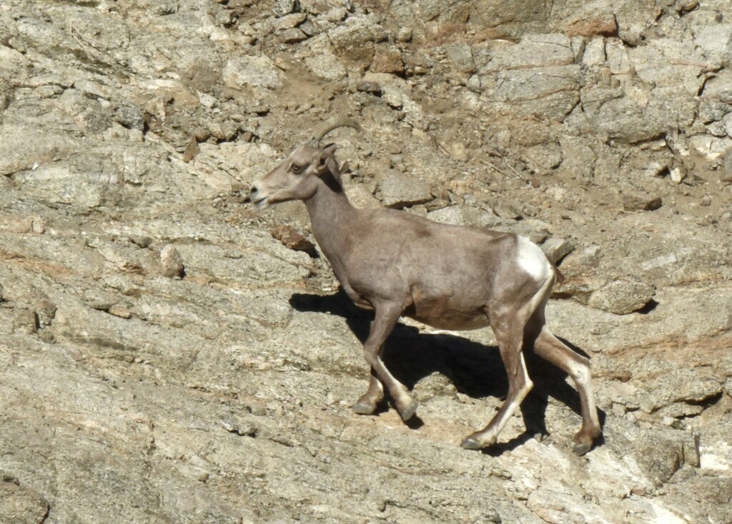 Bighorn Sheep from Palm Desert, CA, USA on November 22, 2024 at 01:51 ...