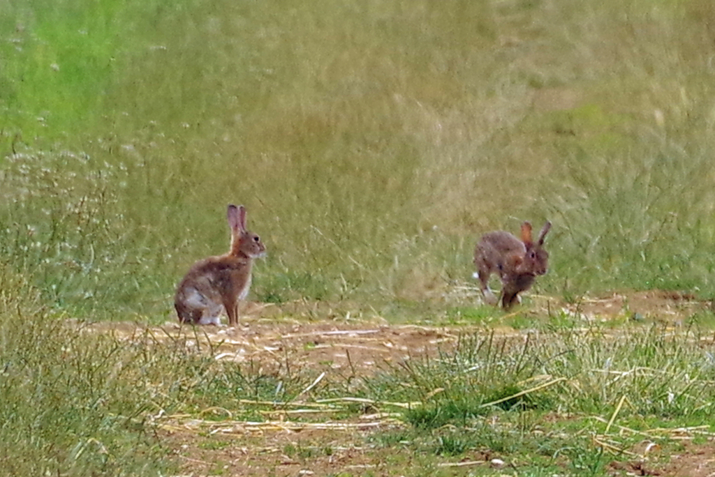 European Rabbit from 45310 La Chapelle-Onzerain, France on July 11 ...