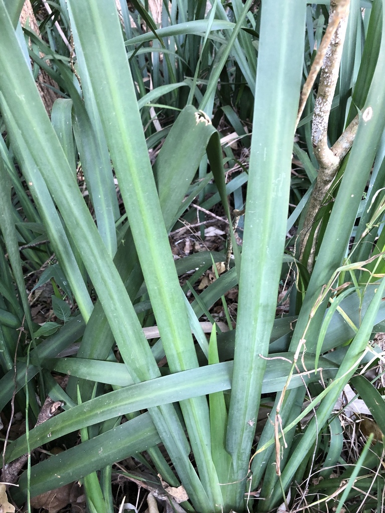 Small Fortnight Lily from N2, Richards Bay, KZN, ZA on July 13, 2019 at ...