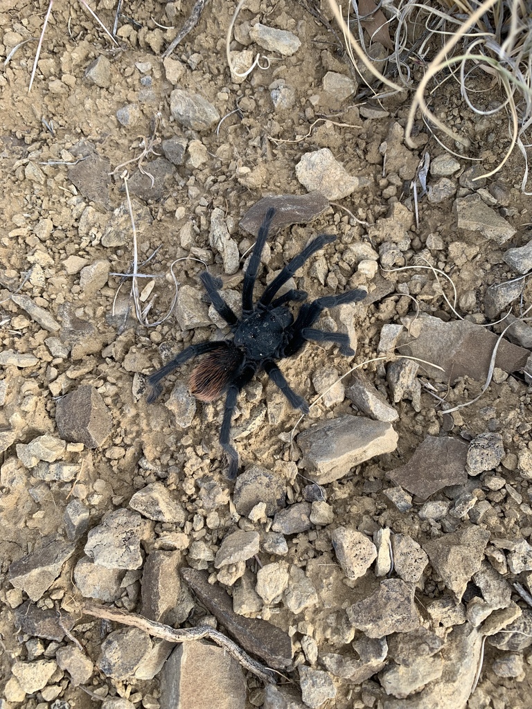 Tucson Bronze Tarantula from Route 7076, Laguna, NM, US on July 17 ...