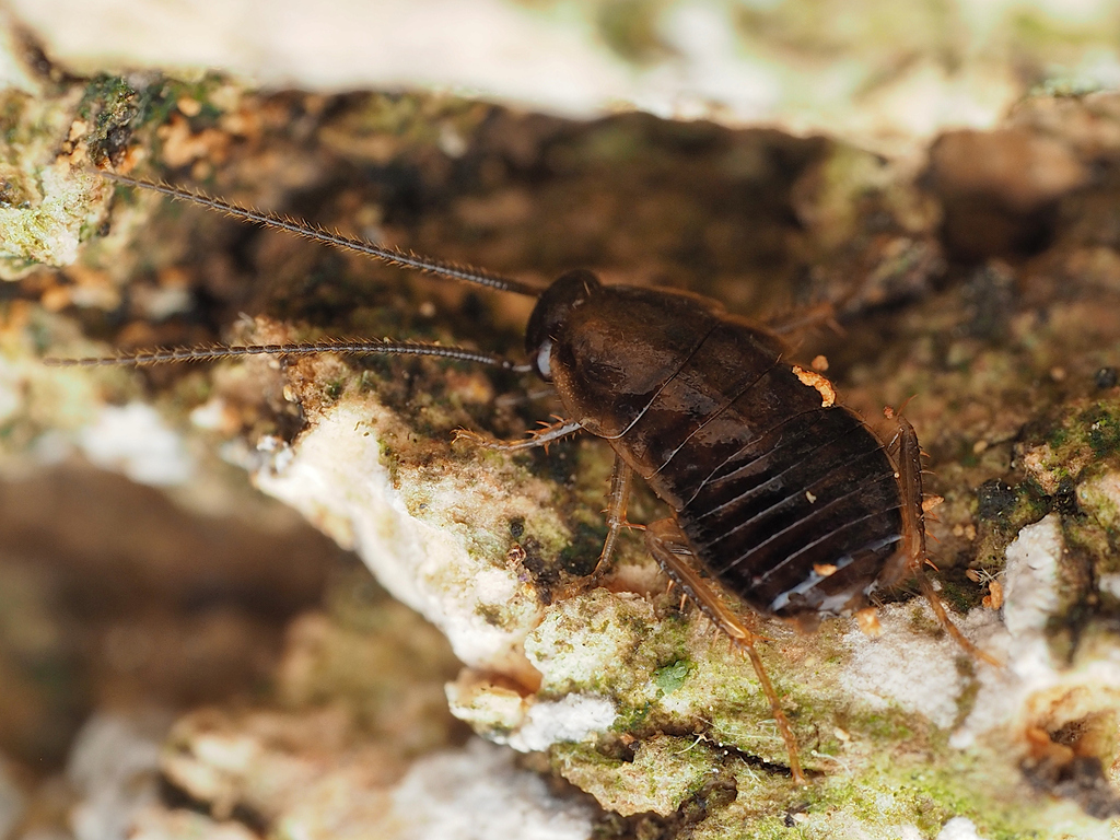 Japanese Cockroach from Brooklyn, NY, USA on August 2, 2024 at 08:09 AM ...