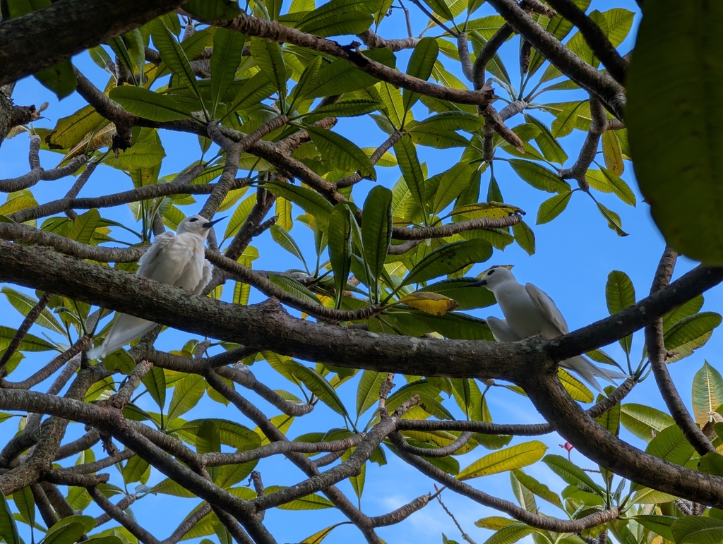White Tern from Manoa, Honolulu, HI, USA on November 22, 2024 at 08:34 ...
