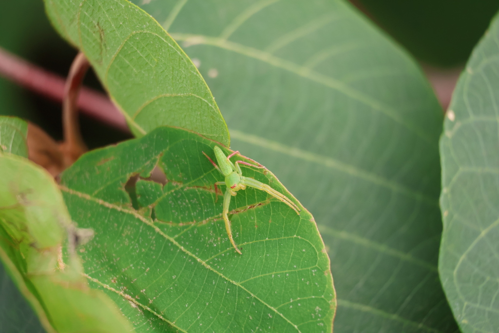 Oxytate striatipes from 日本、〒438-0213 静岡県磐田市竜洋稗原 on November 1, 2024 at ...