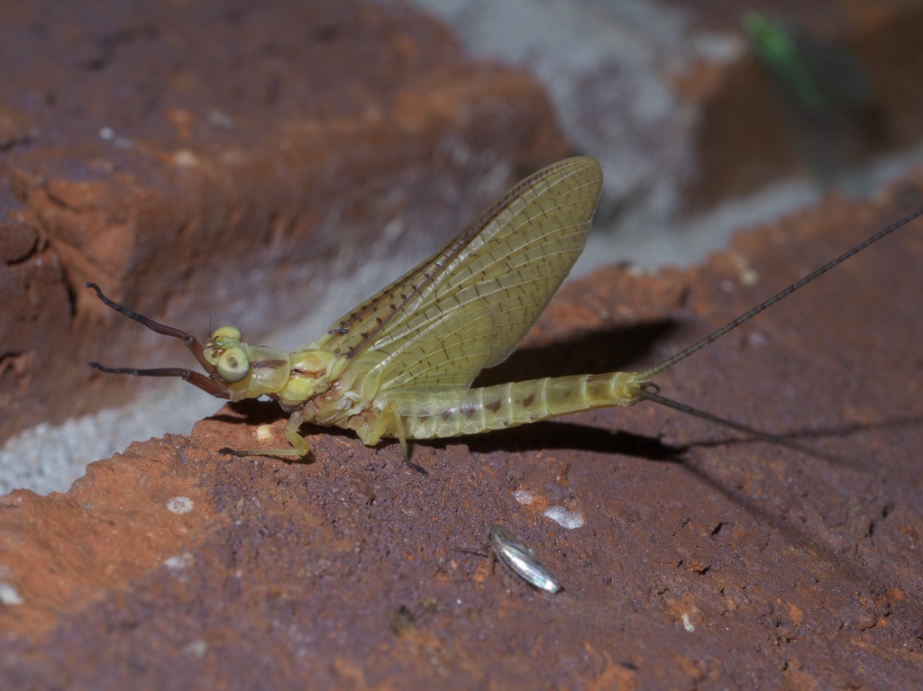 Giant Mayfly (Insects of East Texas ) · iNaturalist