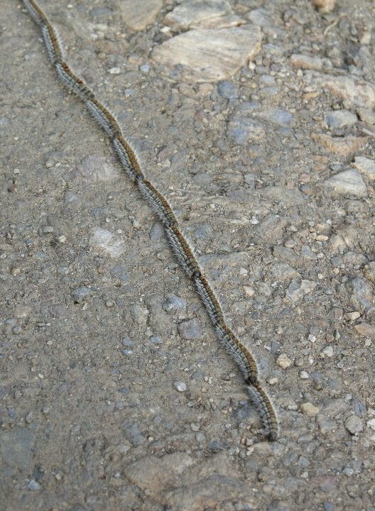 Pine Processionary-moth from 18412 Bubión, Granada, Spain on April 14 ...