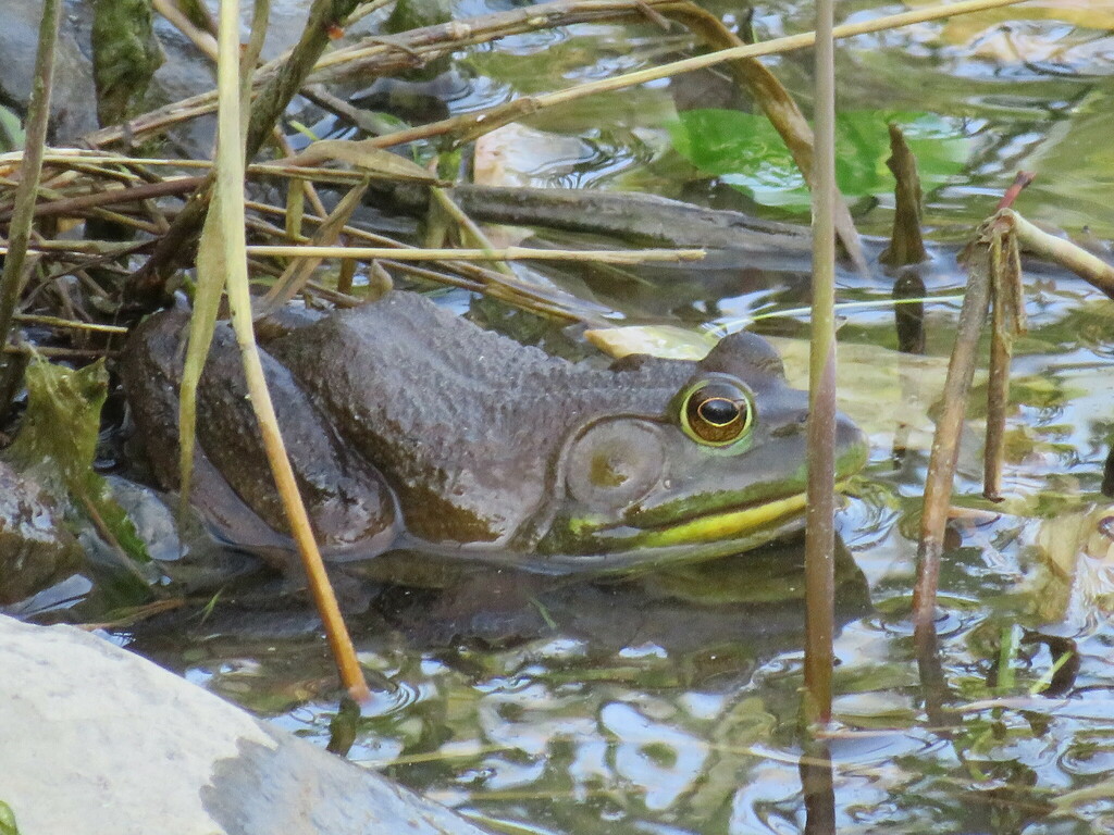 American Bullfrog from Stormont, Dundas and Glengarry, CA-ON, CA on ...