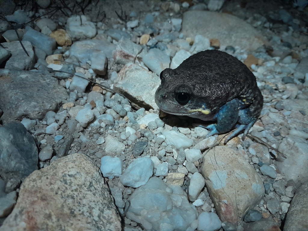 Giant Burrowing Frog from Wog Wog NSW 2622, Australia on November 22 ...