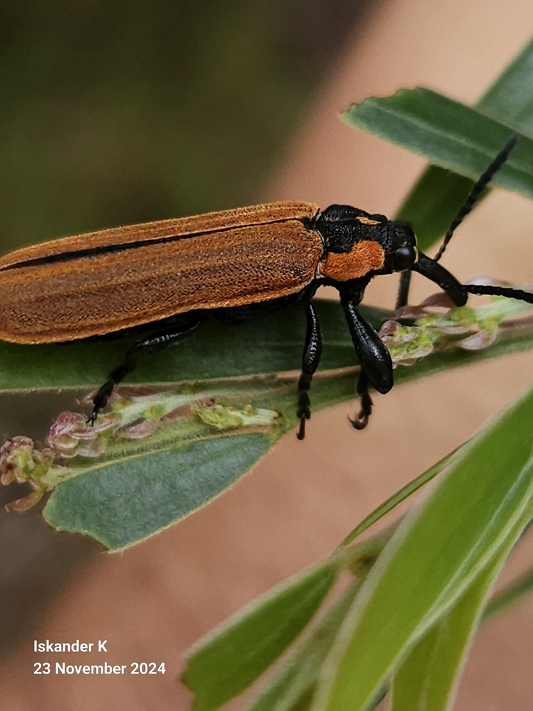 red weevil from Enoggera Reservoir QLD 4520, Australia on November 23 ...