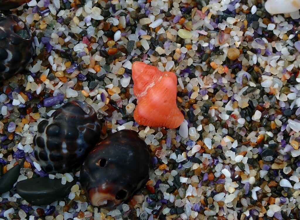 Mipus arbutum from Woolgoolga NSW 2456, Australia on November 22, 2024 ...