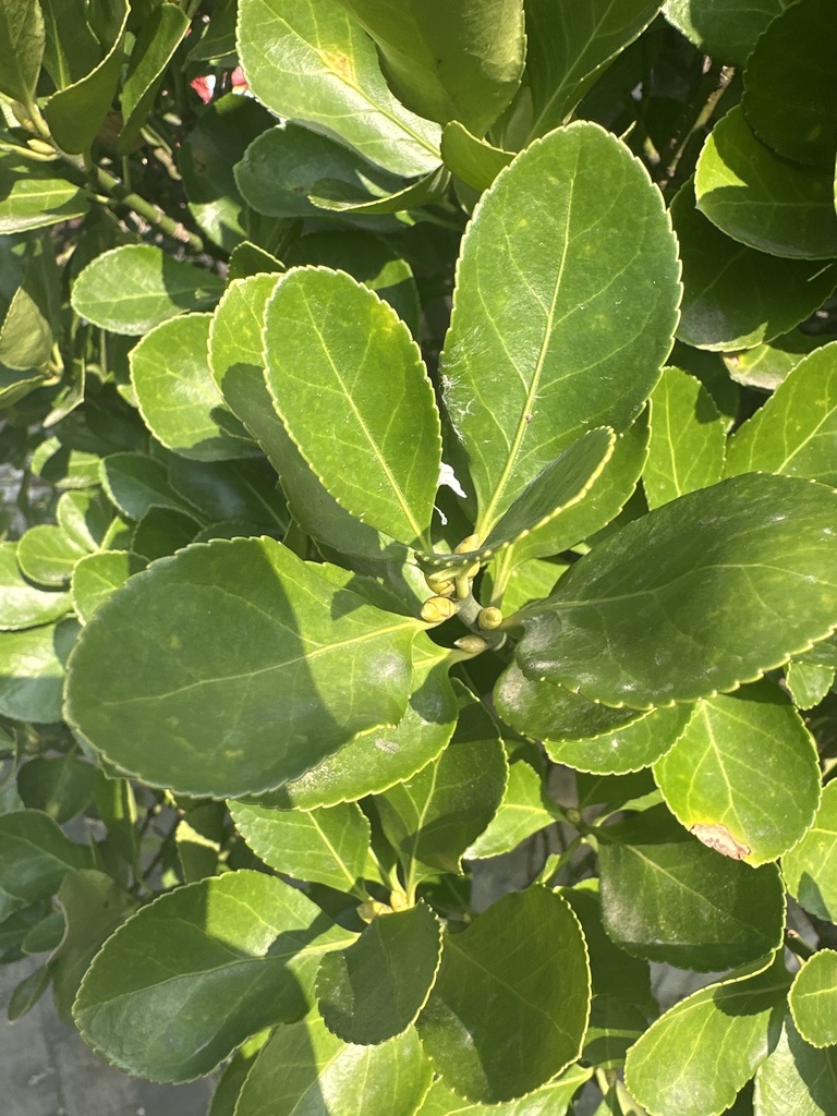 Japanese spindle tree from 文城西路, 安庆市, 安徽省, CN on November 23, 2024 at ...