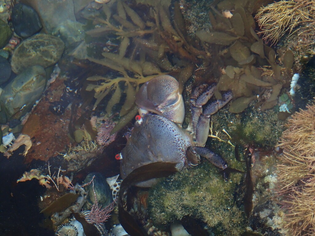 Smooth Red-eyed Crab from Arrawarra NSW 2456, Australia on November 22 ...