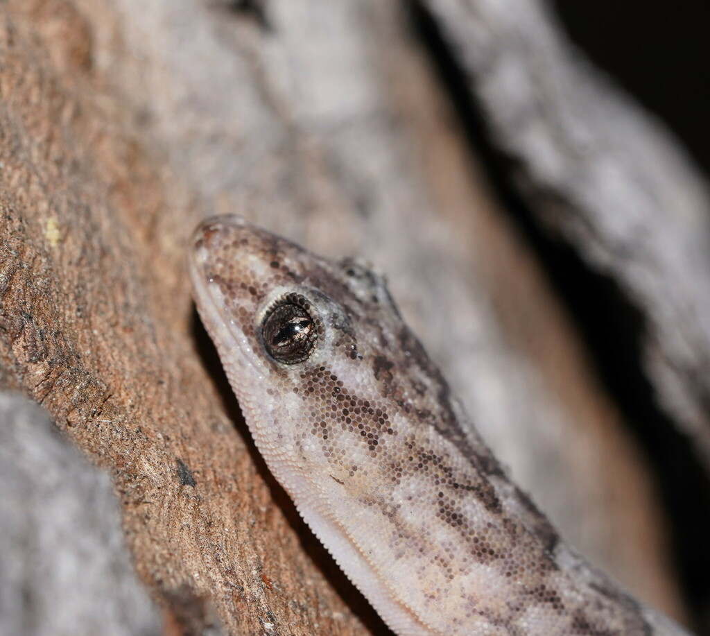 Southern Marbled Gecko from Brimpaen VIC 3401, Australia on October 29 ...
