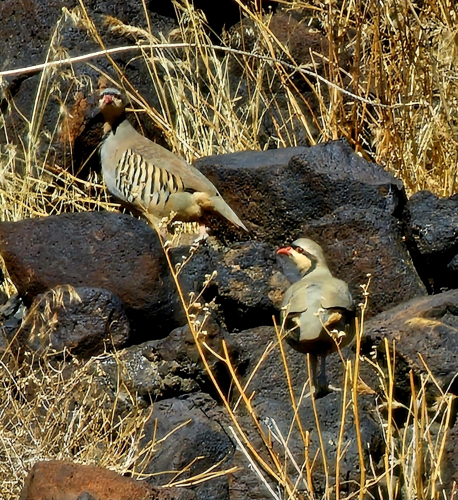 Chukar from Inyo County, CA, USA on November 21, 2024 at 01:03 PM by ...