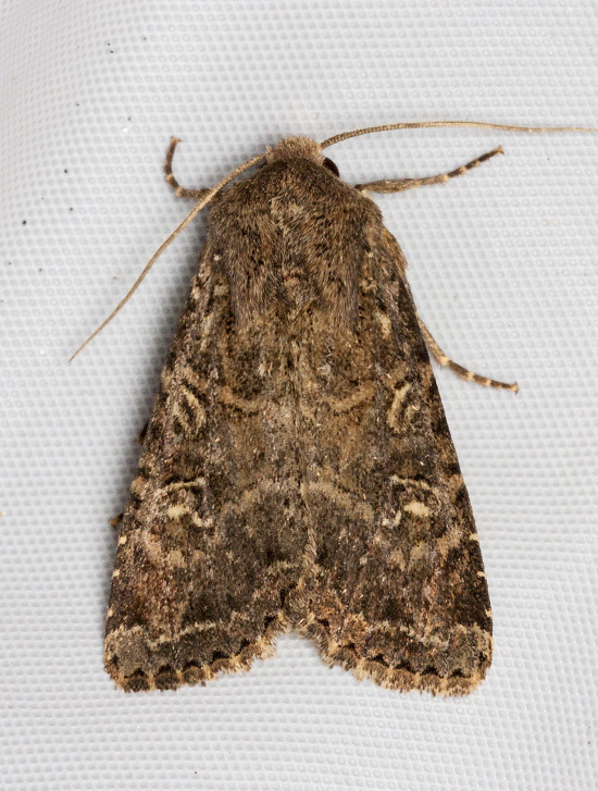Glassy Cutworm Moth (Noctuid Moths of Montana, USA) · iNaturalist