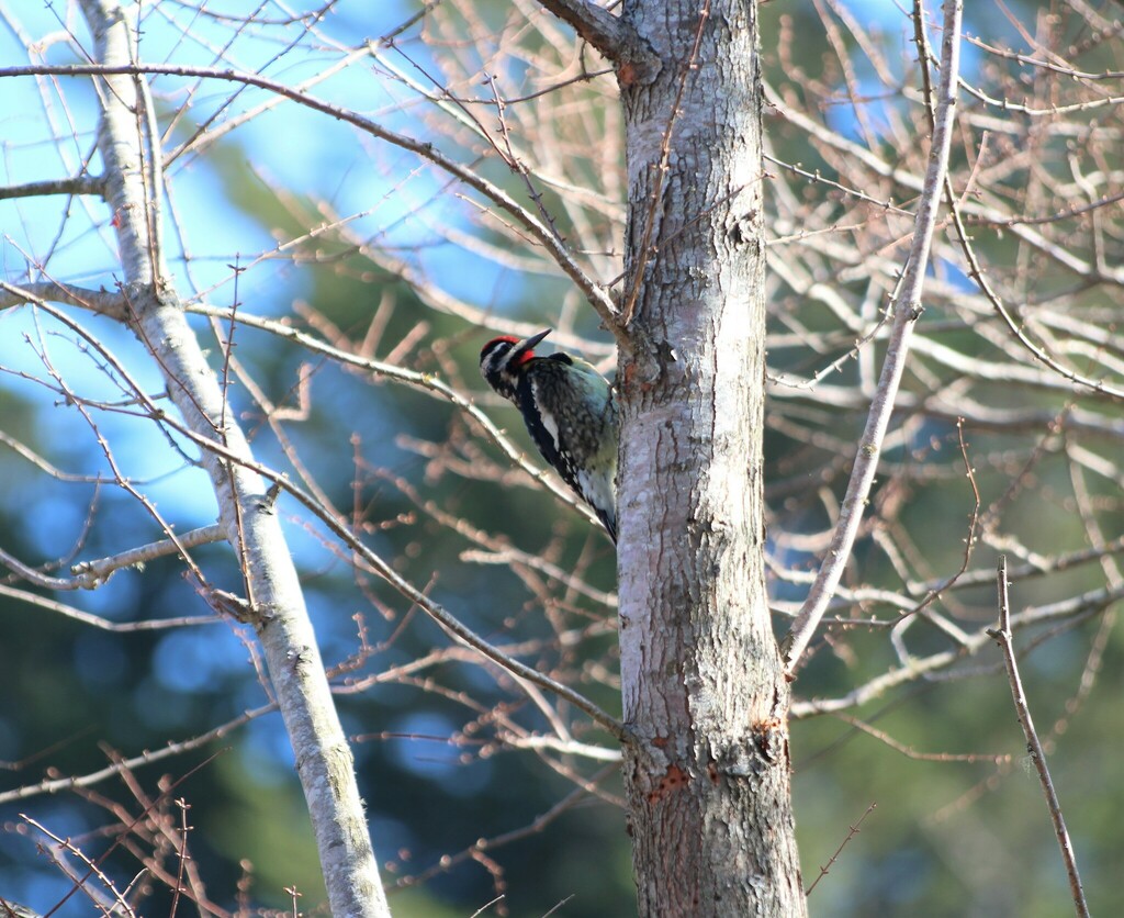 Yellow-bellied Sapsucker from Olema Campground Rd, California 94950 ...