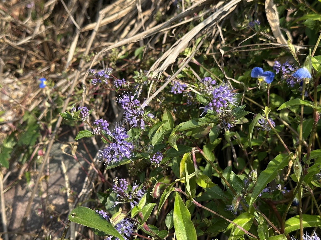 Common Bluebeard from 奉化区, 宁波市, 浙江省, CN on November 23, 2024 at 09:24 ...